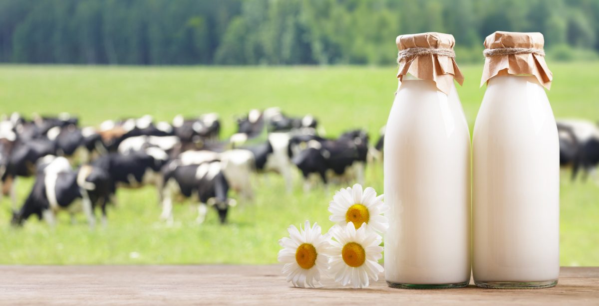 From Farm to Doorstep: The Milk Production Process | Drink Milk in ...